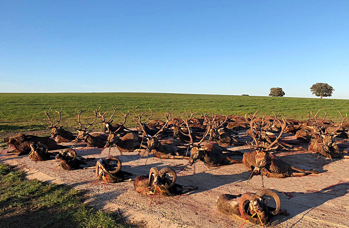 Spanish monteria – Cazasport